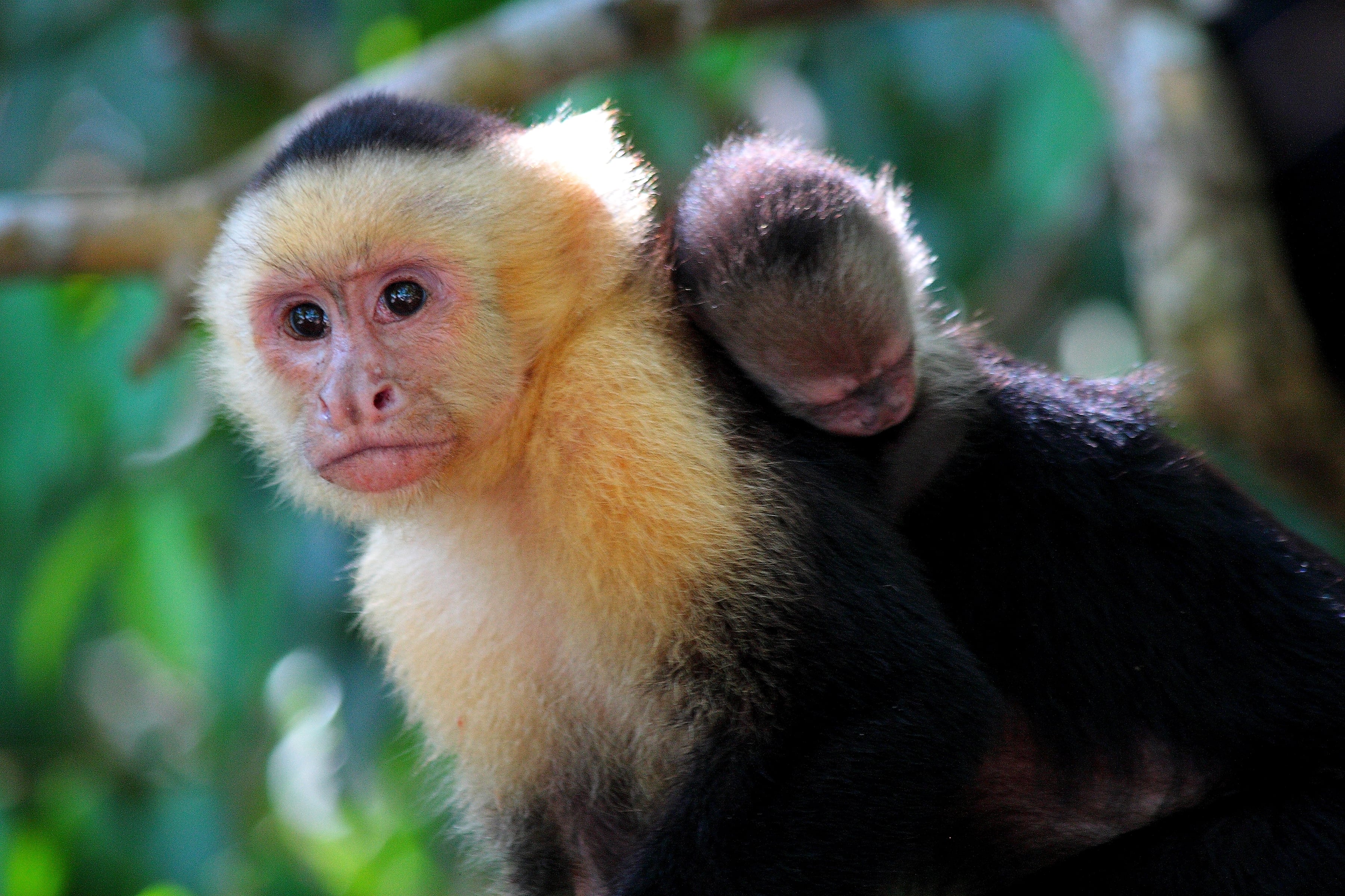 Image Gallery - Visit Costa Rica