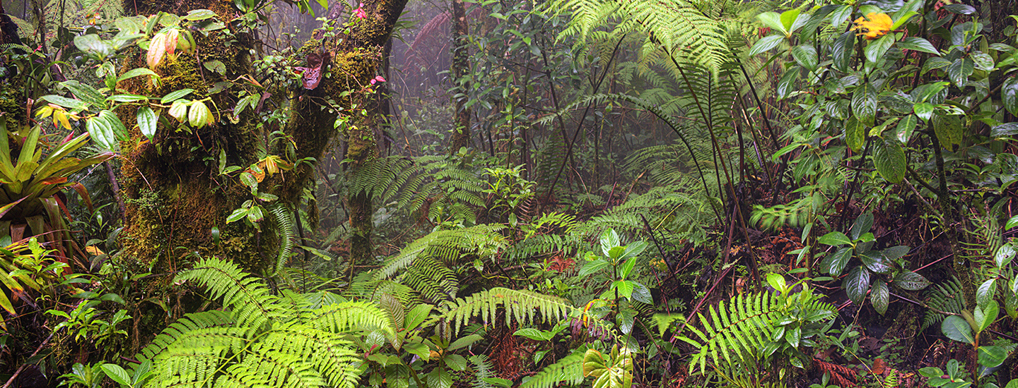Parc international et réserve de biosphère La Amistad - Visite Costa Rica