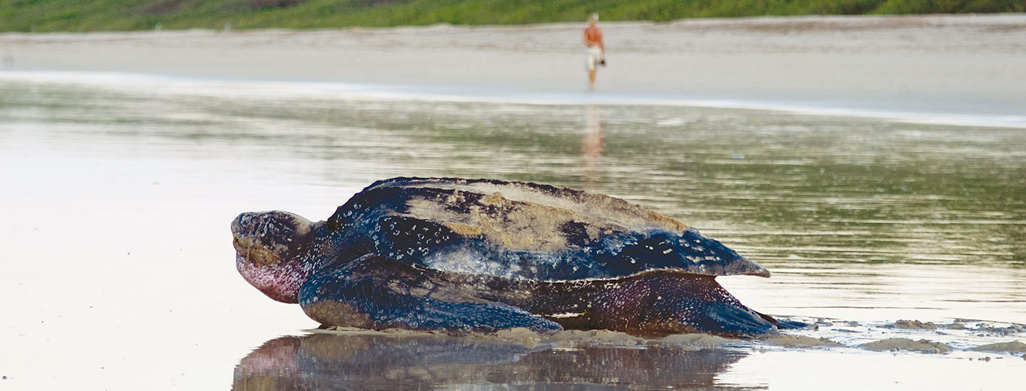 Las Baulas National Marine Park - Visit Costa Rica