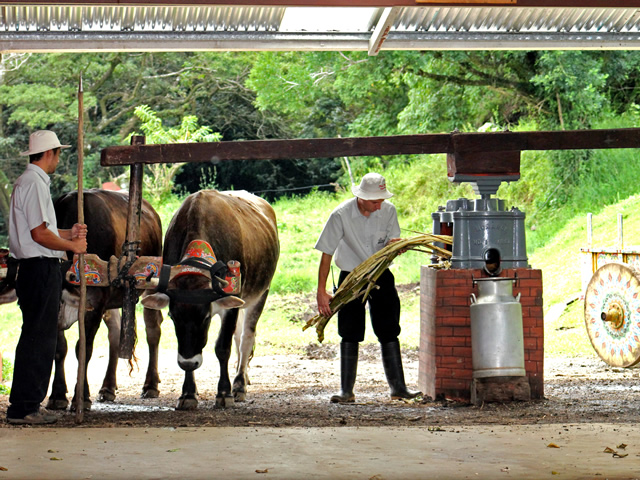El Trapiche Tour - Visit Costa Rica