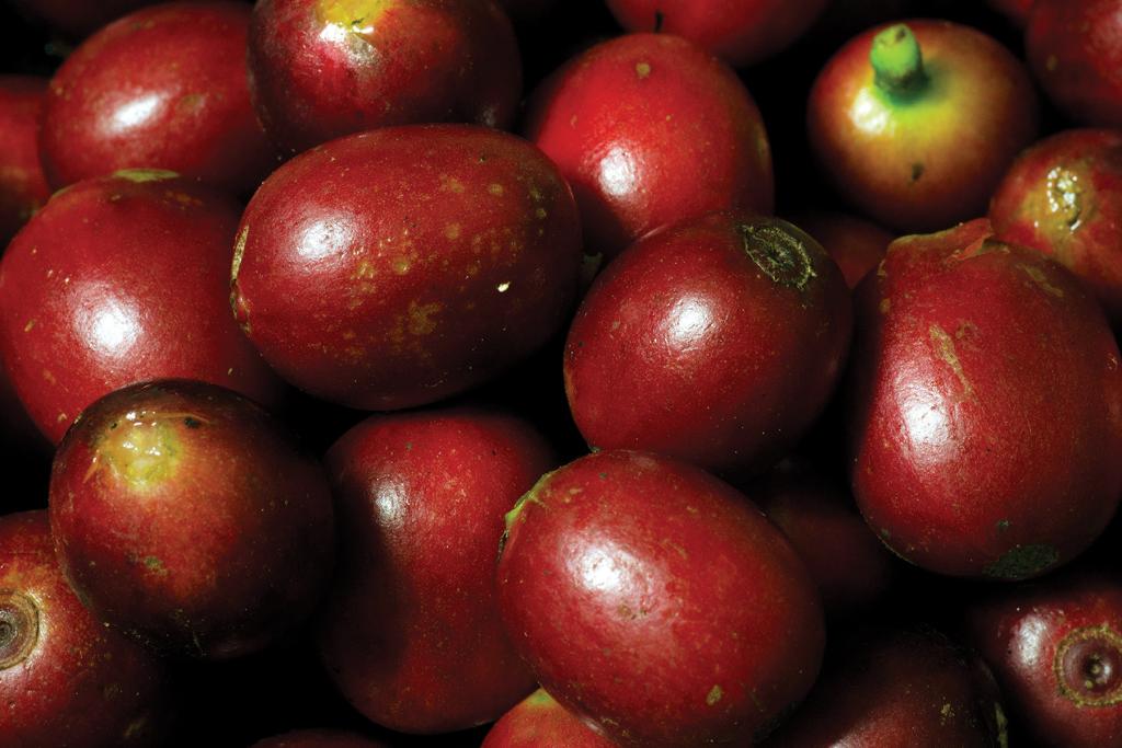 Official Travel & Tourism Site - Visit Costa Rica - Vacation Guide