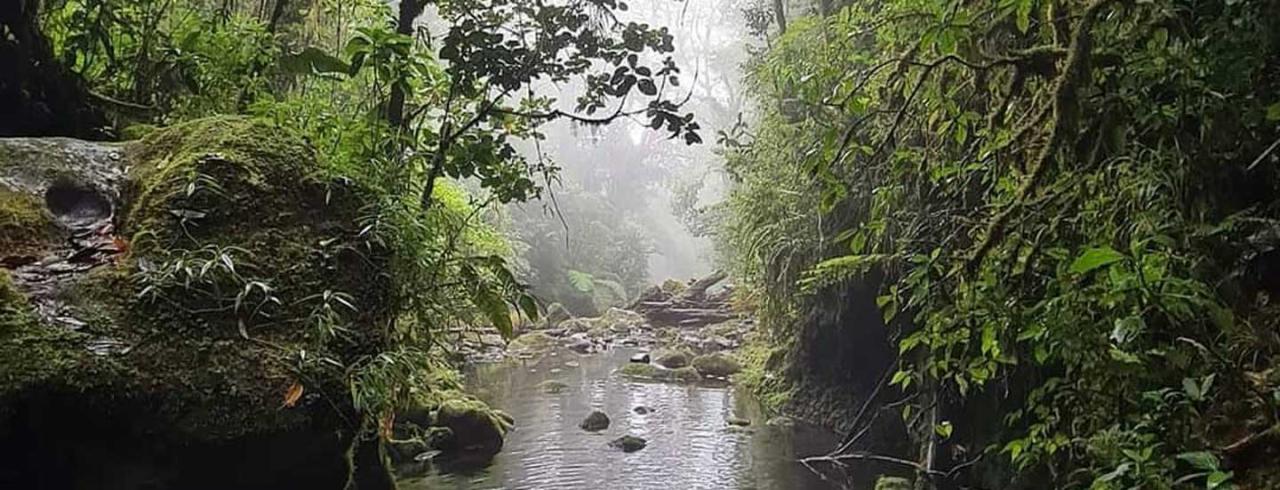 Inside the Cerro Dantas Wildlife Reserve - Visit Costa Rica